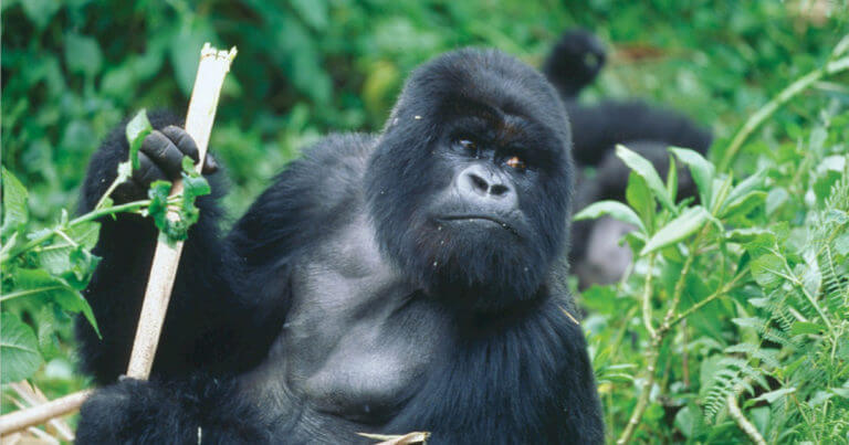 Creating a Web App Using the Golang Gorilla Web Toolkit - ActiveState